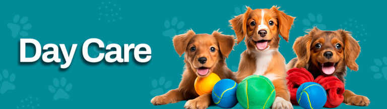 Day Care – The Happy Pet